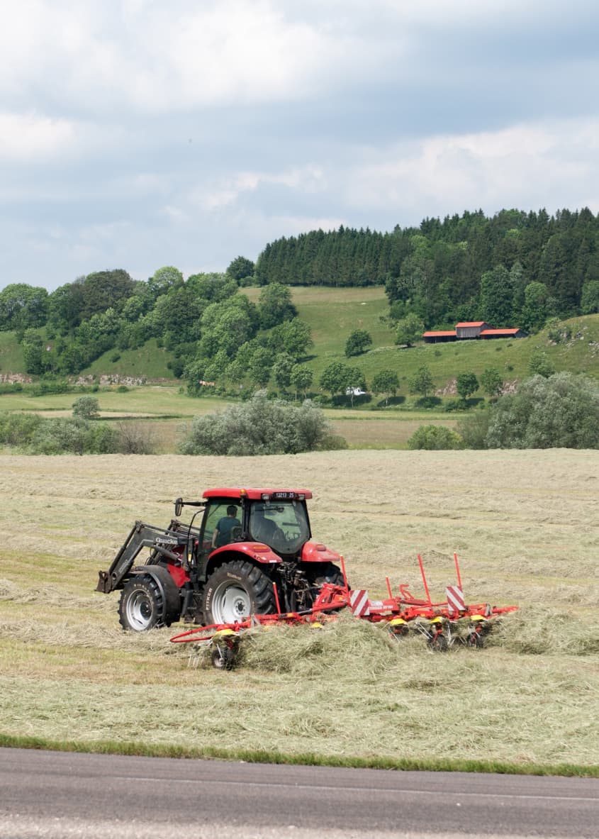 Every Wheel of Comté Cheese Starts Here: The Cows of Jura, France | The ...