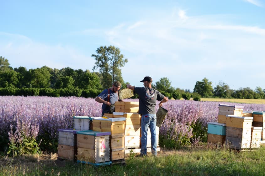 How a Migratory Beekeeper Harvests and Extracts Honey from His Fields ...
