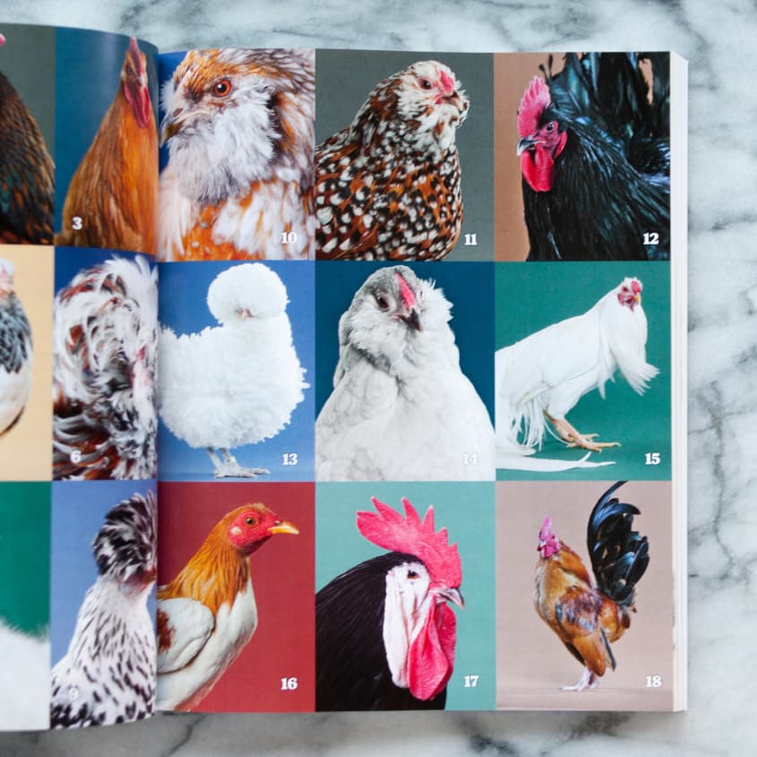 My Pet Chicken Handbook by Lissa Lucas & Traci Torres | The Kitchn