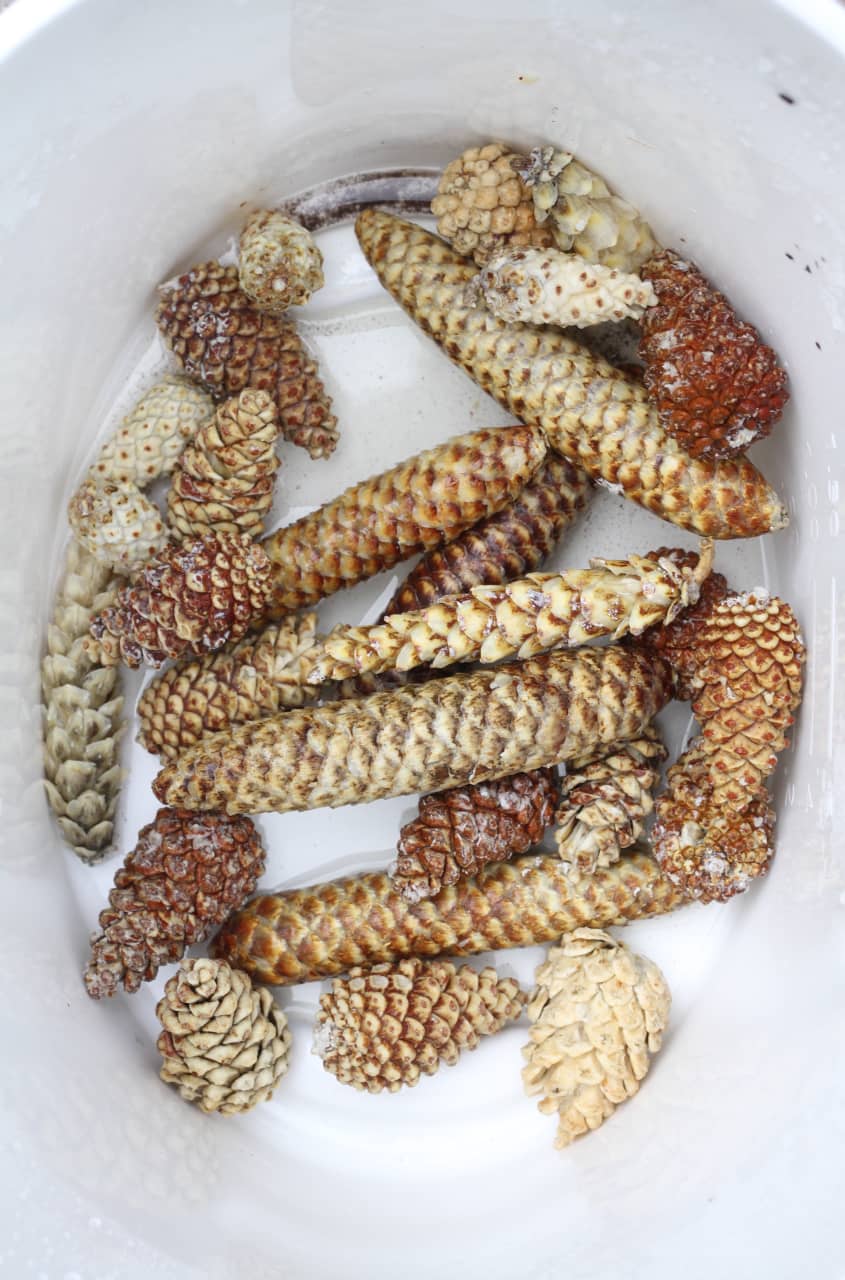 How To Bleach and Scent Pinecones for Holiday Decor | The Kitchn