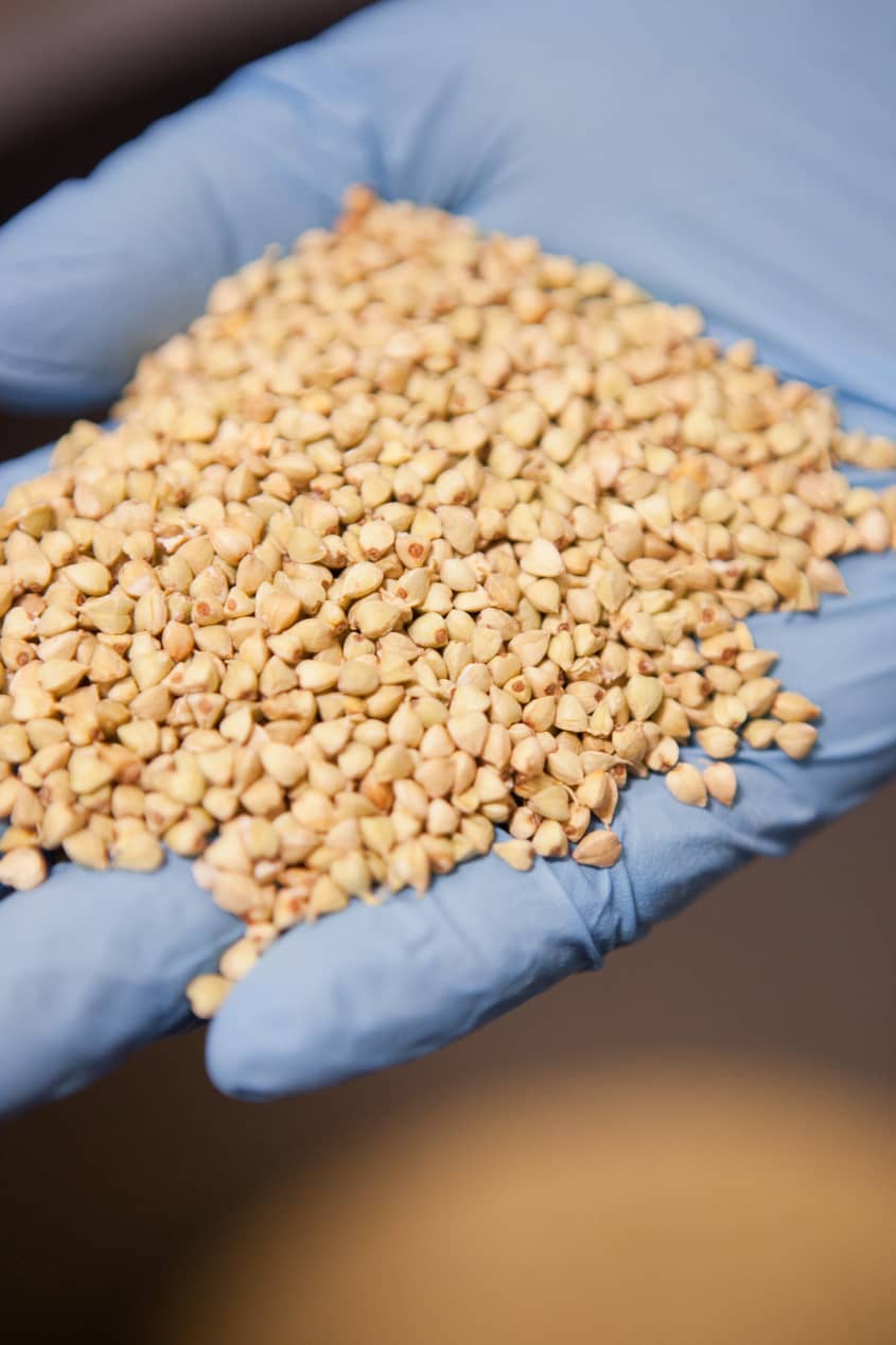 How Sprouted Flour Is Made: A Tour of To Your Health’s Sprouted Flour ...