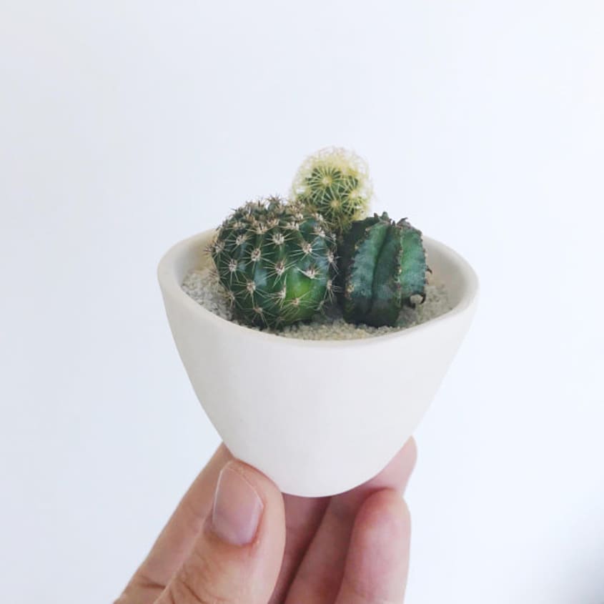 Micro Cacti Are The New Decor Trend | Apartment Therapy