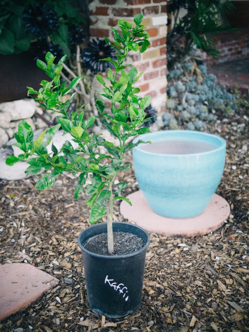 How to Grow a Citrus Tree in a Container | Apartment Therapy