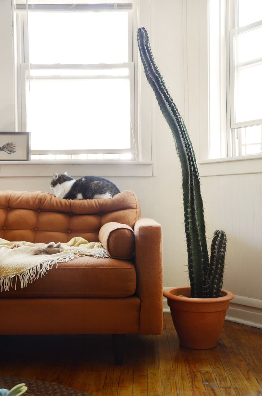 Tour a Chicago Garden Unit Filled with Vintage Finds | Apartment Therapy