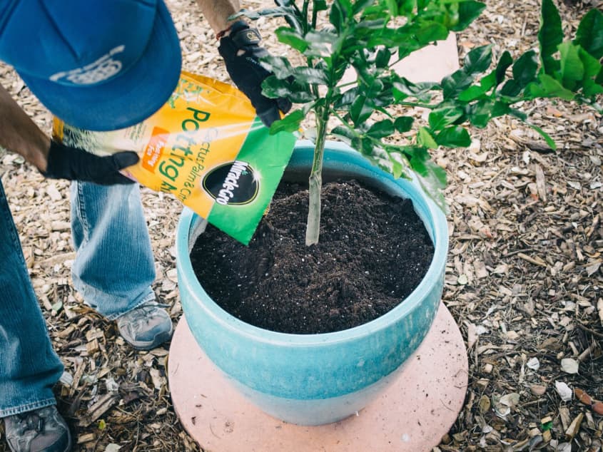How to Grow a Citrus Tree in a Container | Apartment Therapy
