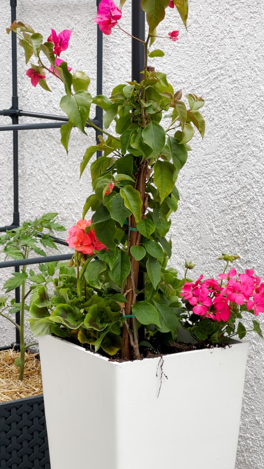 How to Make String Light Planters - Steps and Photos | Apartment Therapy