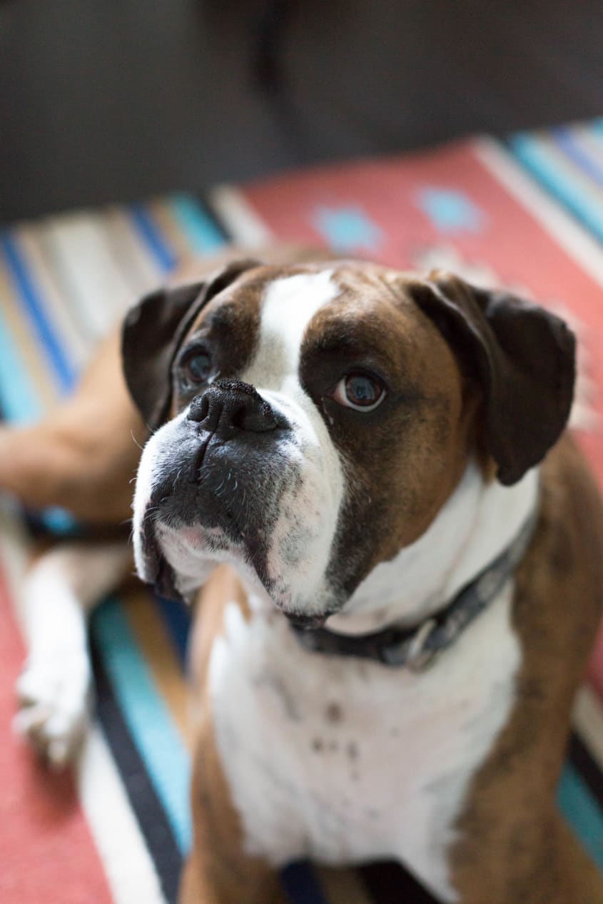 House Tour: Illustrator Becky Simpson's Quirky Austin Home | Apartment ...