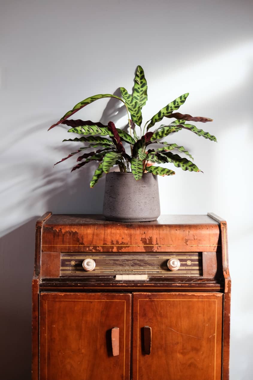 Artist Alex Lucas Colorful Bristol Home Tour Photos | Apartment Therapy