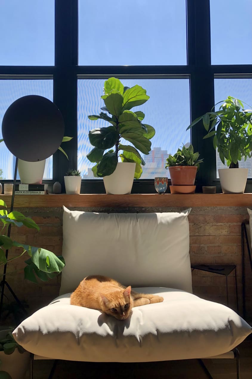 Chicago Fixer-Upper Condo Tour Photos | Apartment Therapy