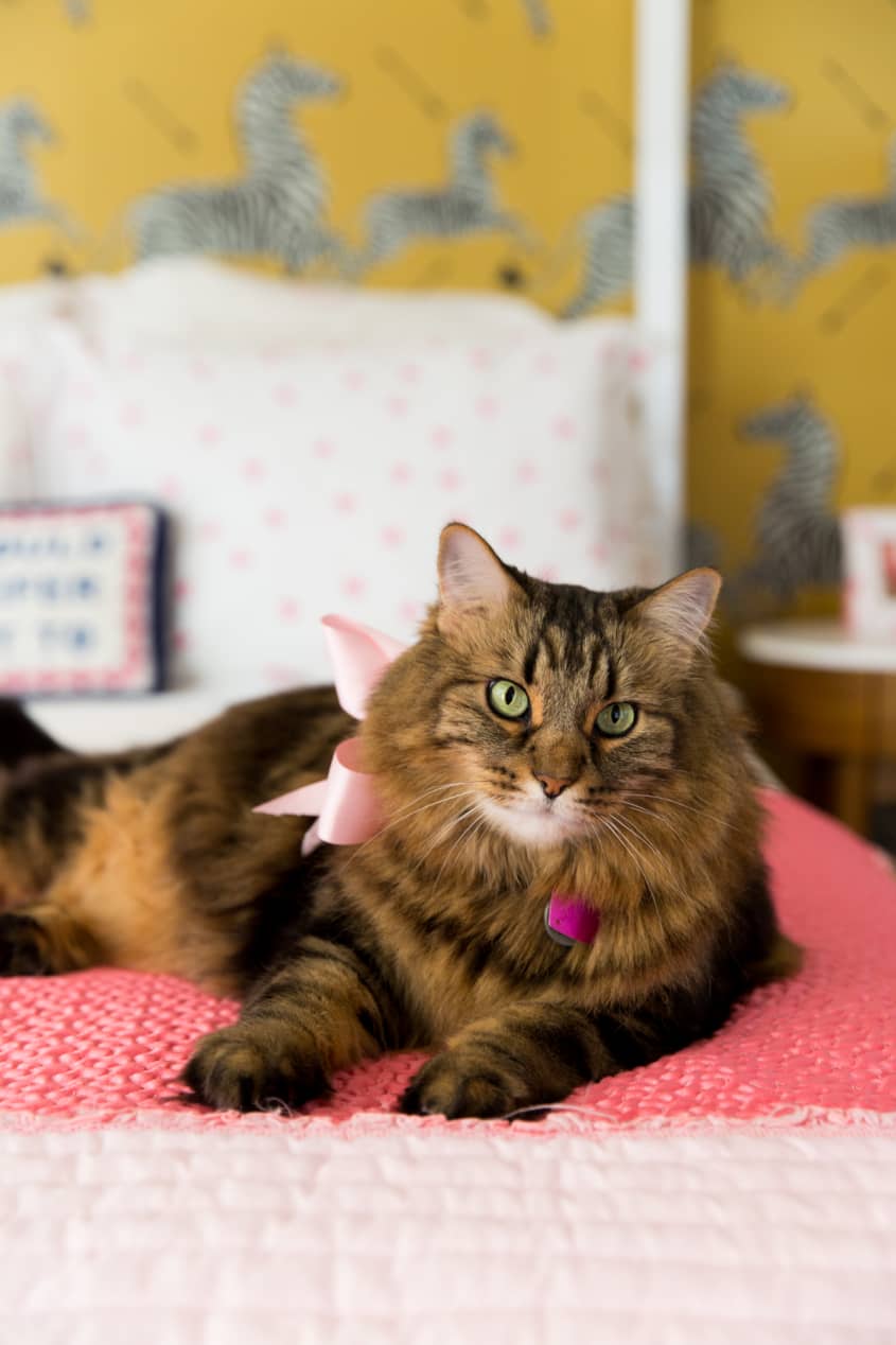 Cats, Dogs, Fish and Other Pets in Homes | Apartment Therapy