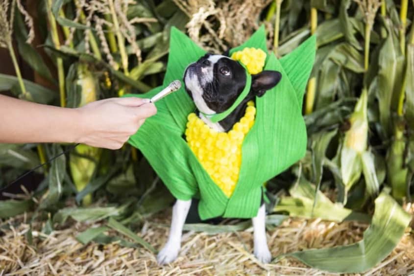 These Are The Top Dog Hallowen Costumes of 2022, According to Rover ...