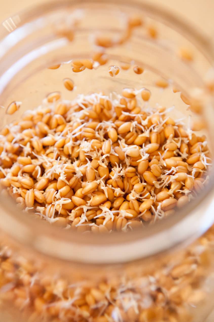 How Sprouted Flour Is Made: A Tour of To Your Health’s Sprouted Flour ...