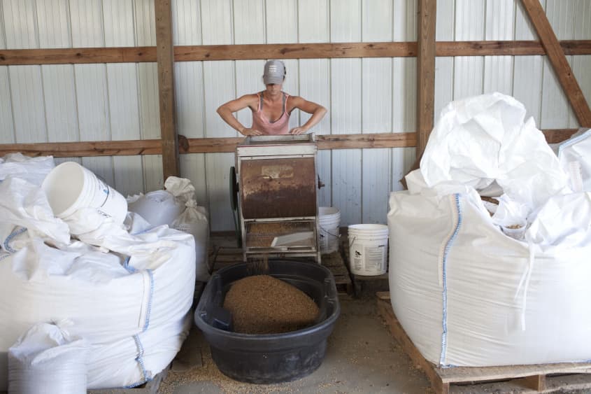 From Seed to Table: How The Amagansett Wheat Project Turns Local Wheat ...
