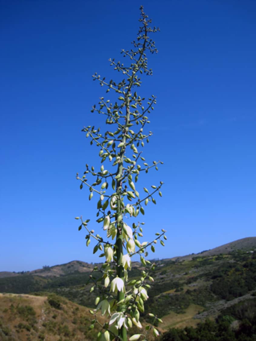 Seasonal Spotlight: Yucca Flowers | The Kitchn