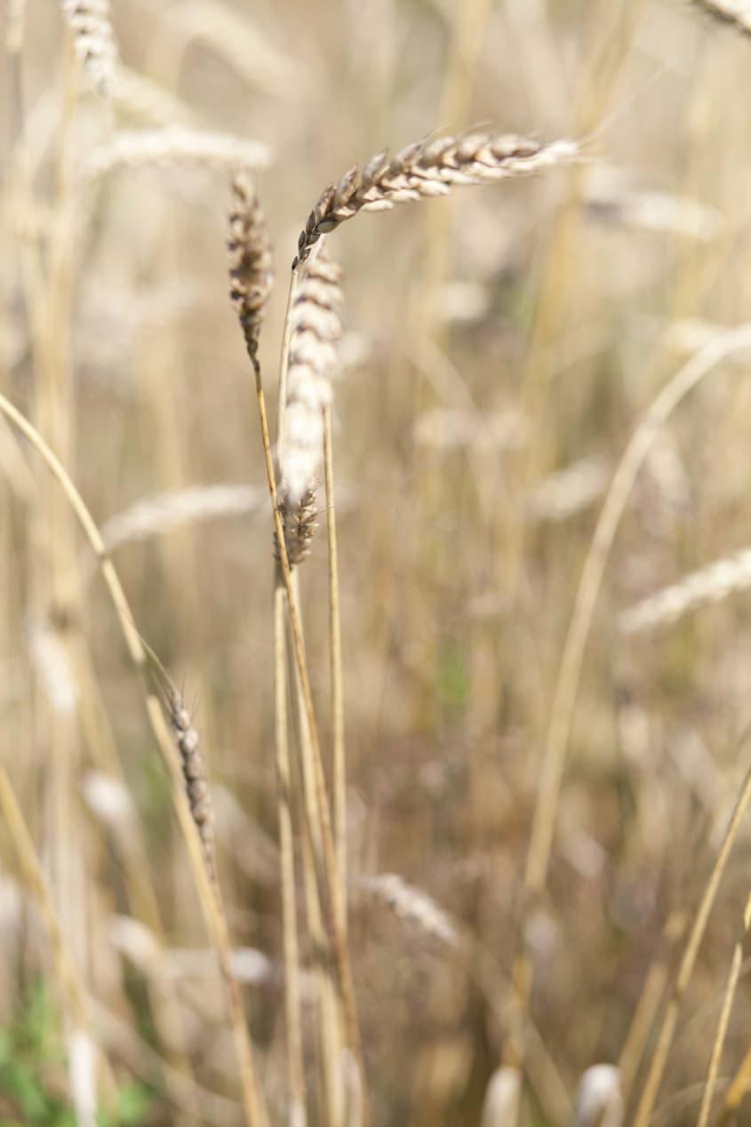 From Seed to Table: How The Amagansett Wheat Project Turns Local Wheat ...