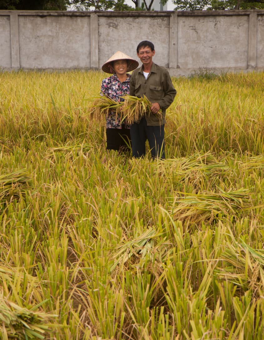 How Rice Is Grown in Bac Ninh Province, Vietnam | The Kitchn