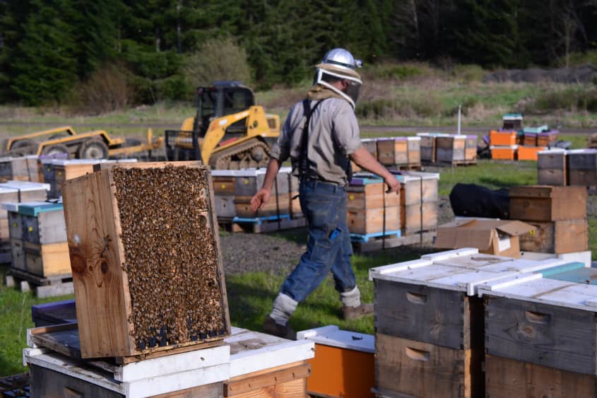 A Migratory Beekeeper Gears up for the Honey Flow | The Kitchn