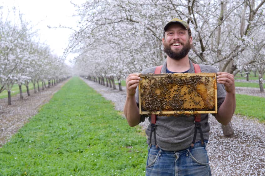 Spring Break with Millions of Bees: Why Beekeepers Take a California ...