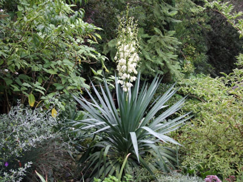 Seasonal Spotlight: Yucca Flowers | The Kitchn