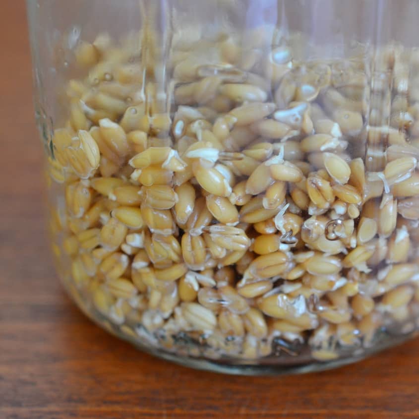 How To Make Sprouted Grains | The Kitchn
