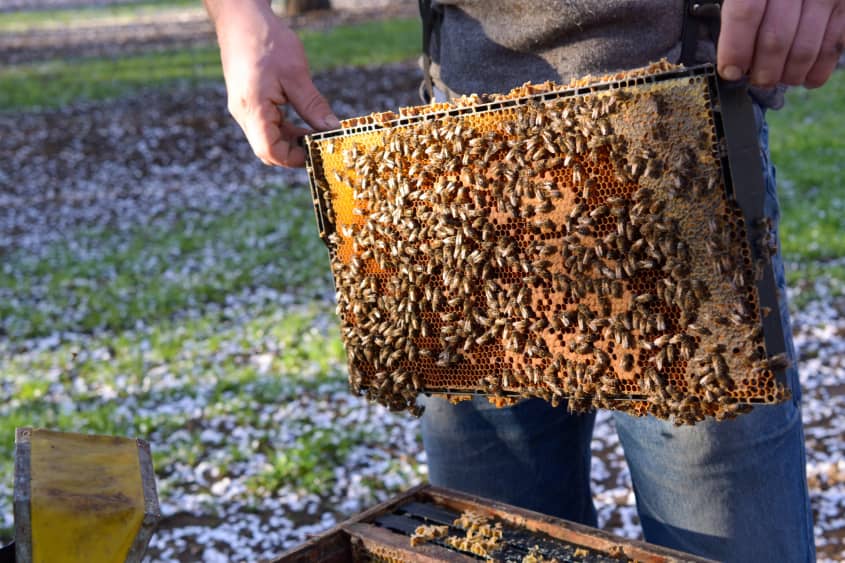 Spring Break with Millions of Bees: Why Beekeepers Take a California ...