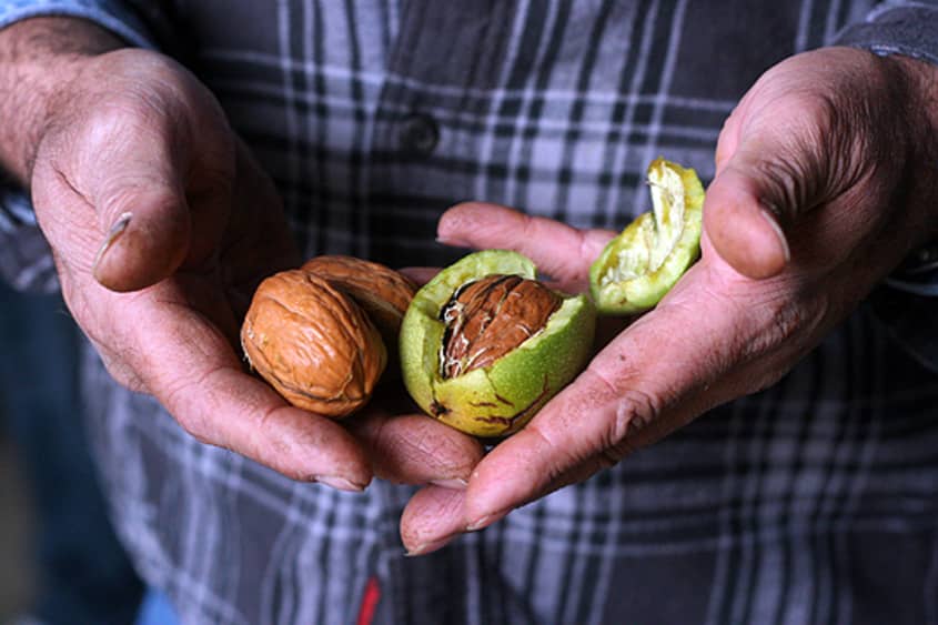 Right Now: Walnut Harvest! | The Kitchn
