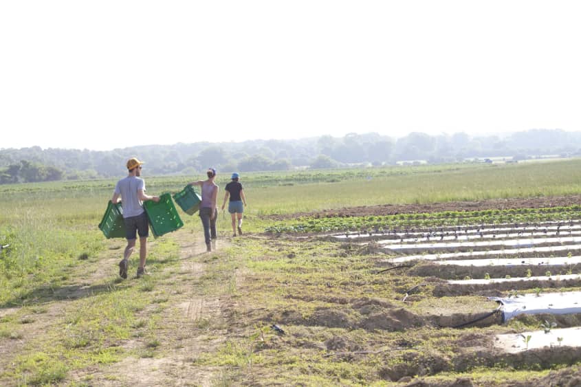 A Day in the Life of a Farm | The Kitchn