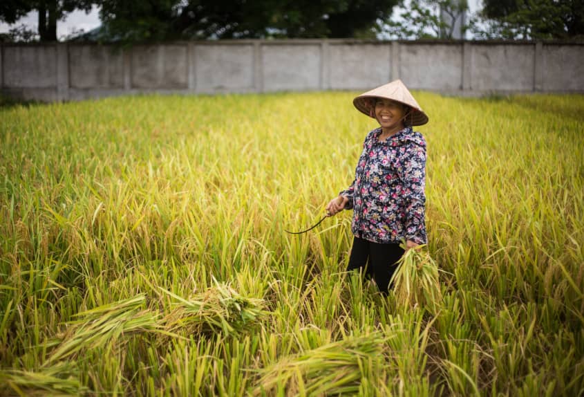 How Rice Is Grown in Bac Ninh Province, Vietnam | The Kitchn