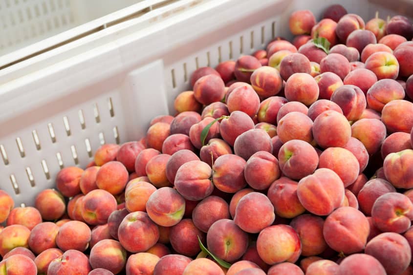 How a Georgia Peach Gets Picked | The Kitchn