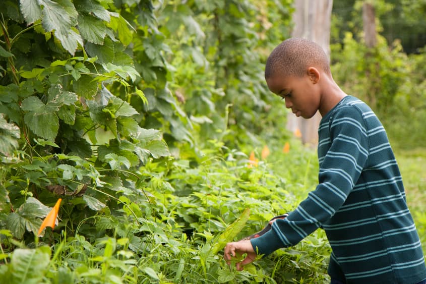 Growing Beer: A Visit to Farm Boy Farms’ Hops & Grain Farm in North ...