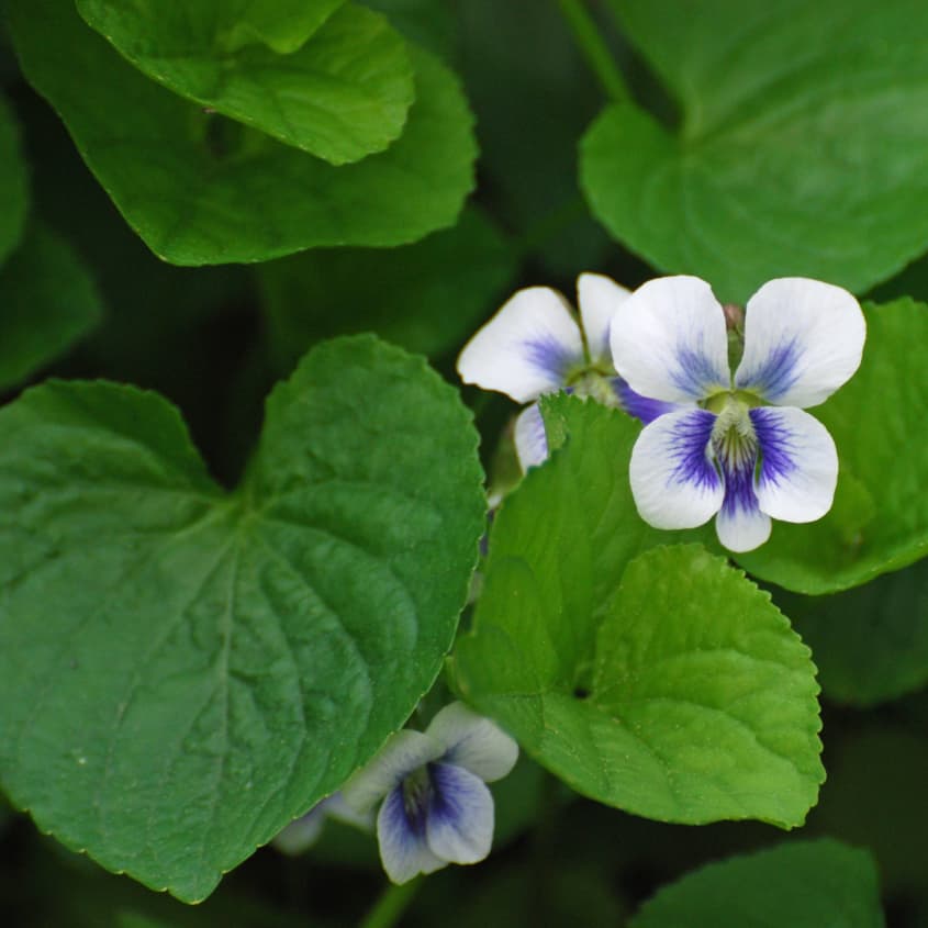 10 Edible Spring Weeds | The Kitchn