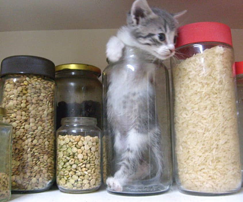 Kittens in the Kitchen! A Cuteness Break for Your Post-Holiday Tuesday ...