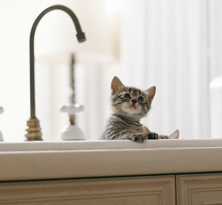 Kittens in the Kitchen! A Cuteness Break for Your Post-Holiday Tuesday ...