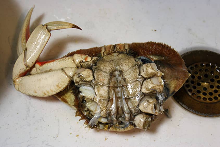 How To: Cook And Clean Dungeness Crab | The Kitchn