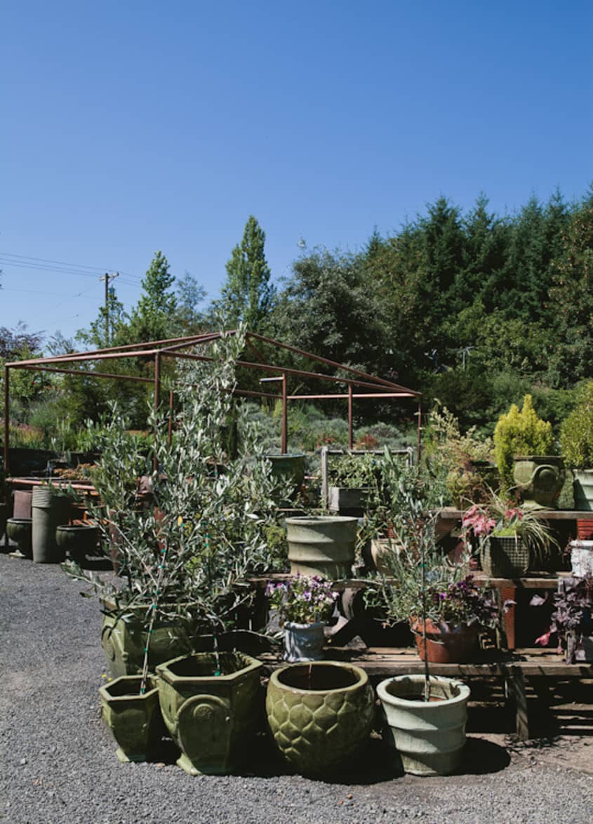 A Visit to Oregon Olive Mill: Heritage Olive Oil From Dayton, Oregon ...