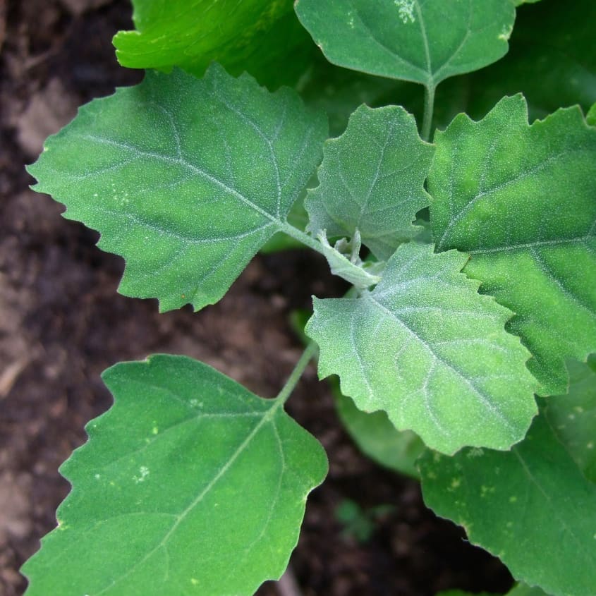 10 Edible Spring Weeds | The Kitchn