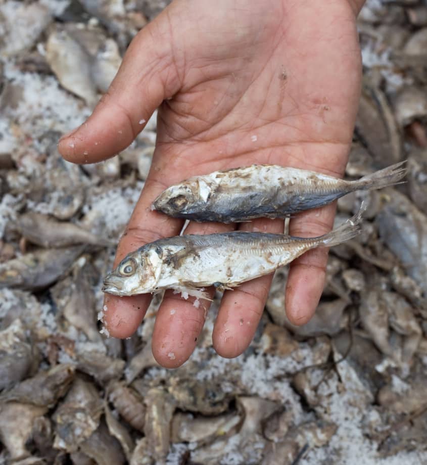 How Fish Sauce Is Made: A Visit With a Fish Sauce Maker in Sa Chau ...