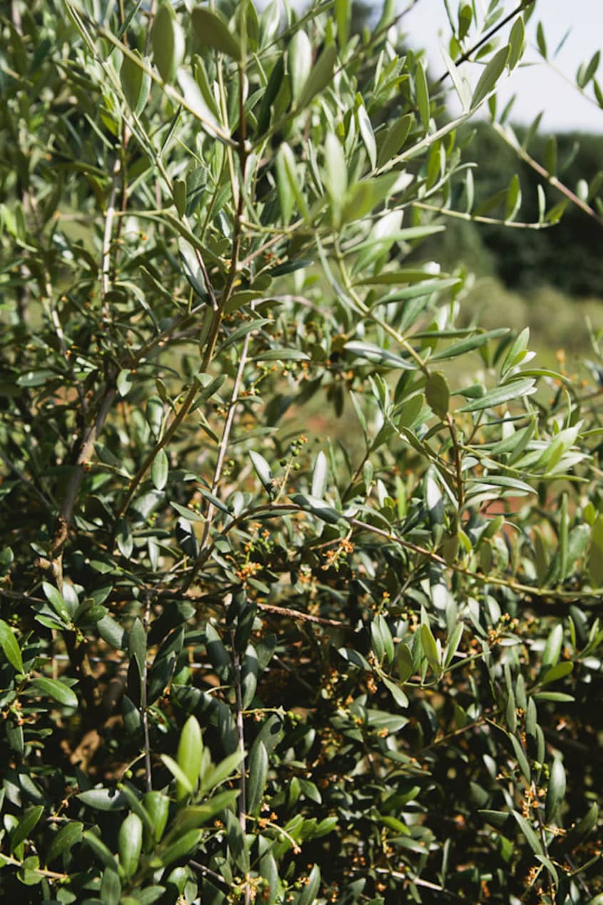A Visit to Oregon Olive Mill: Heritage Olive Oil From Dayton, Oregon ...