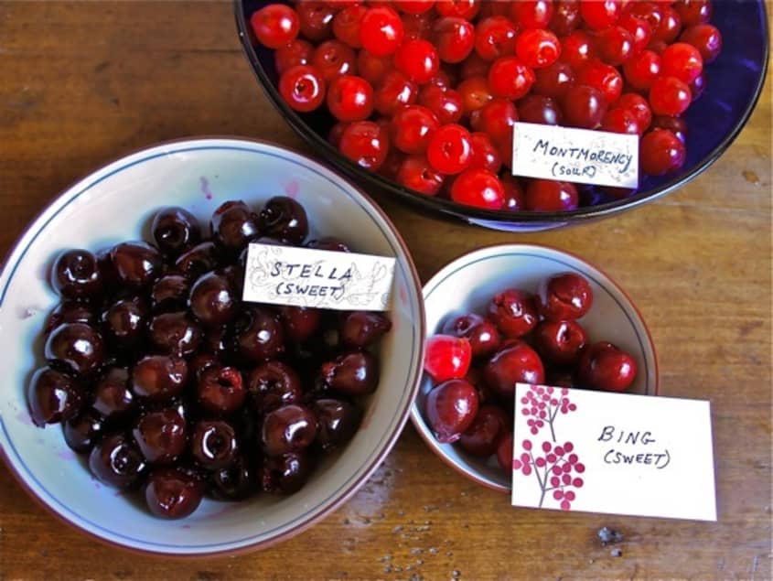 DIY Recipe: Boozy Cherries 2½ Ways Straight Up Cocktails and Spirits ...