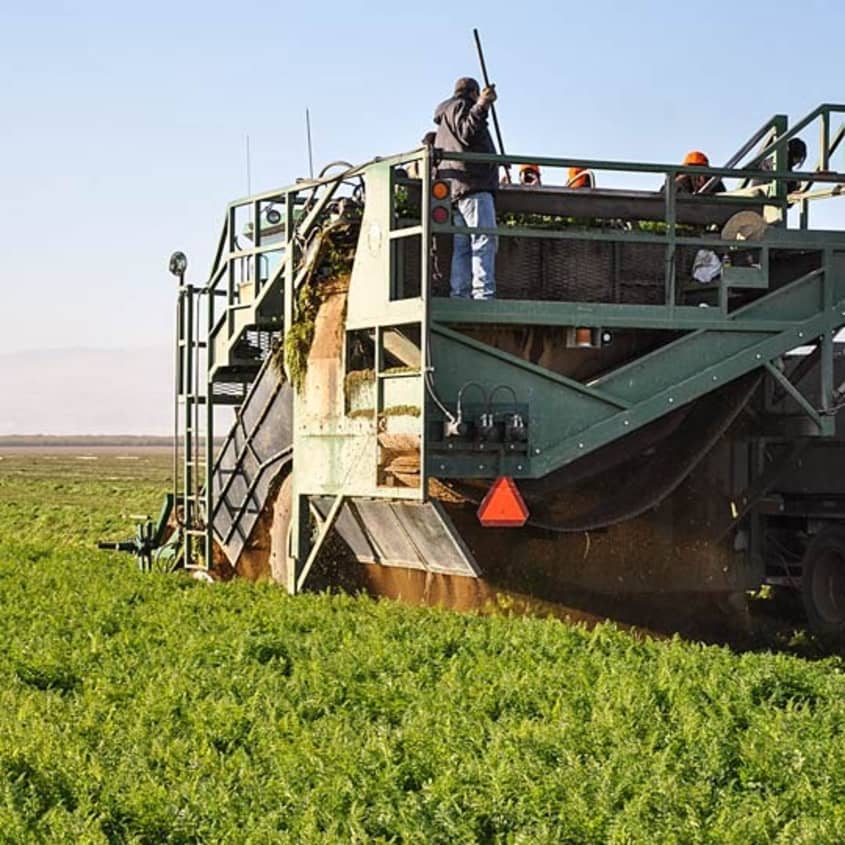 Behind the Scenes: Baby Carrot Harvest at Grimmway Farms | The Kitchn