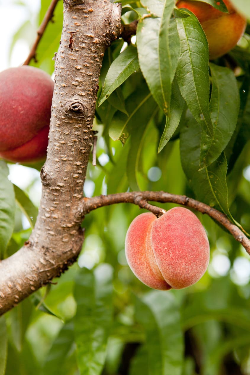 How a Georgia Peach Gets Picked | The Kitchn