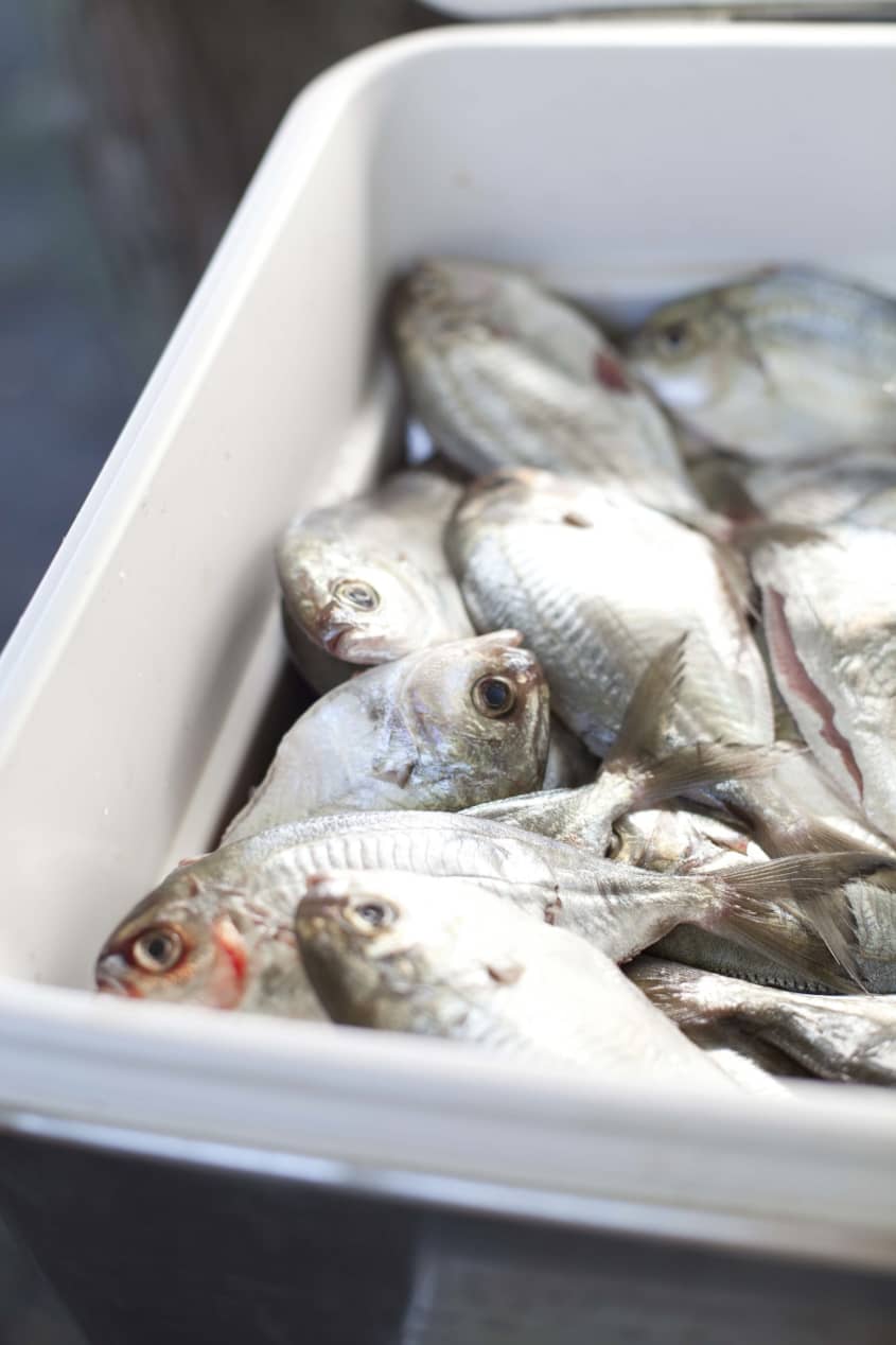 How Farmers Celebrate the End of a Season: The OktoberFeast Potluck at ...