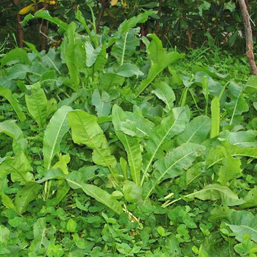 10 Edible Spring Weeds | The Kitchn