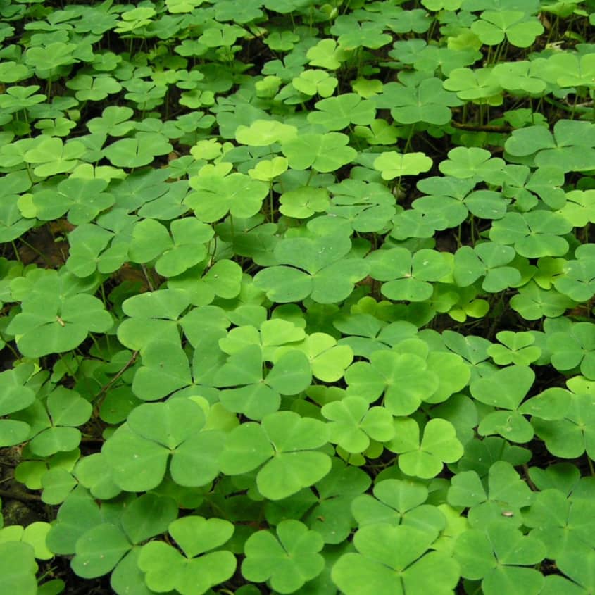 10 Edible Spring Weeds | The Kitchn