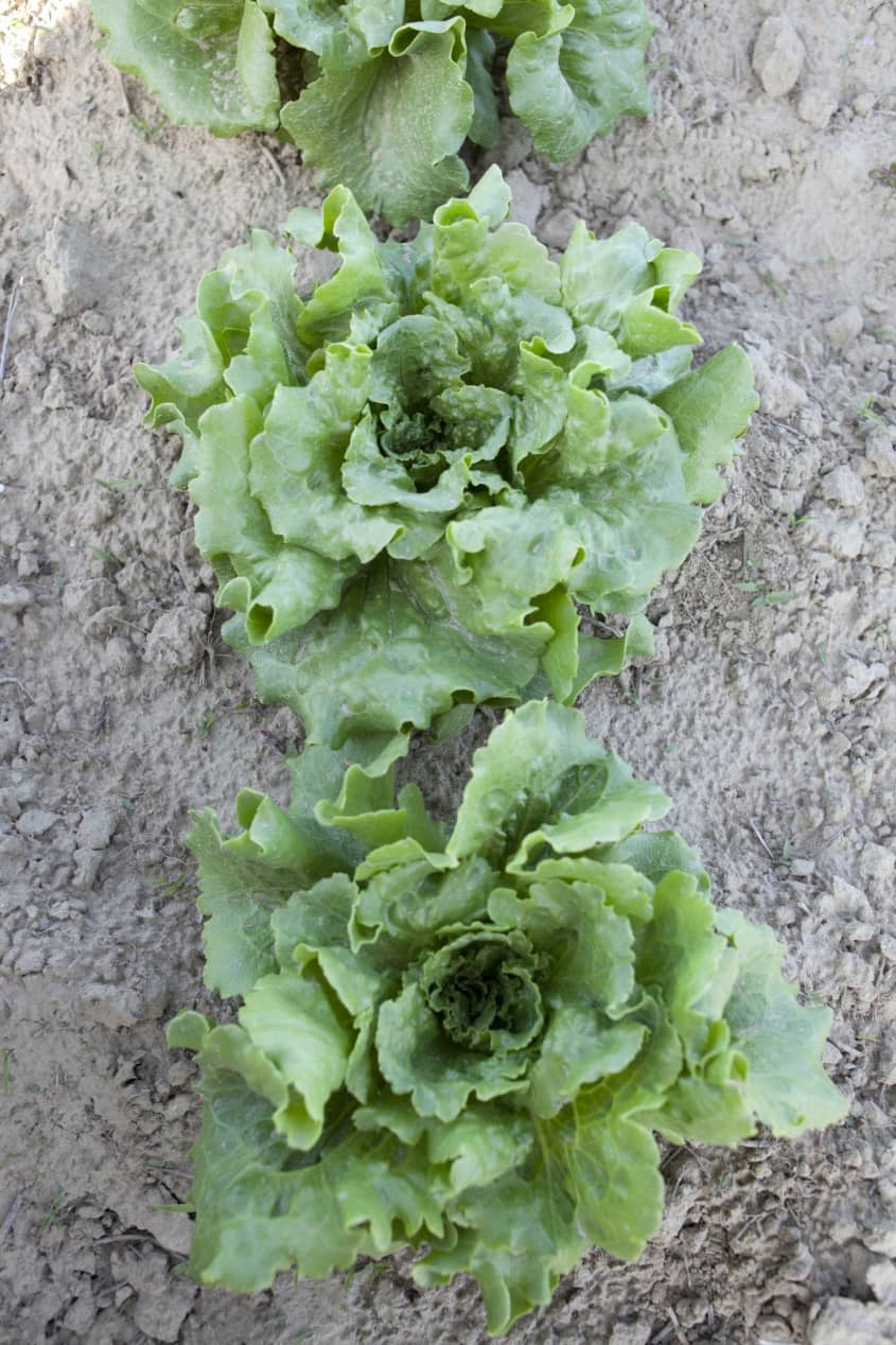 Get to Know Your Farmers: Katie Baldwin & Amanda Merrow of Amber Waves ...