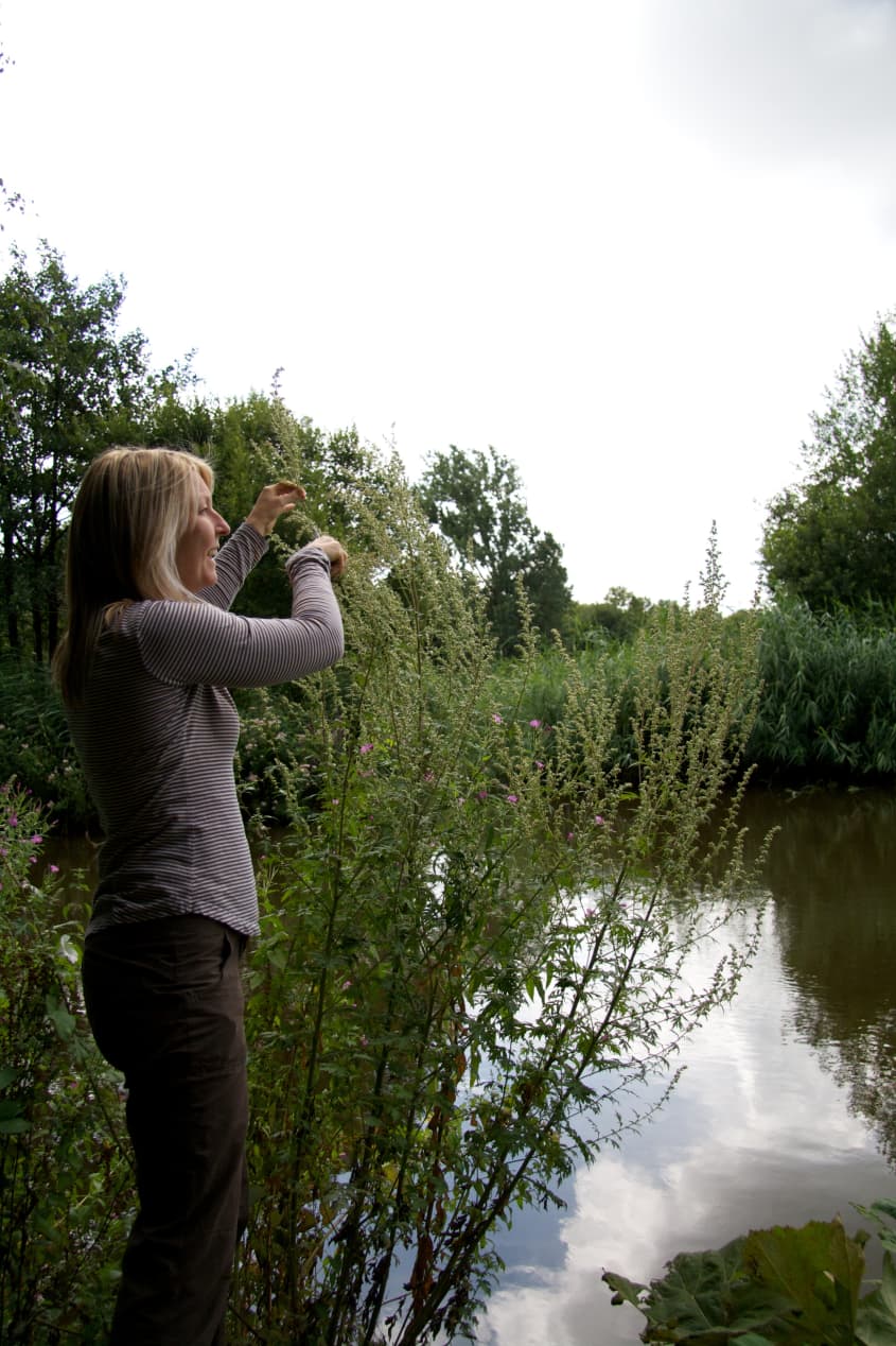 Foraging For Lunch Around Amsterdam with Lynn Shore, the Urban ...