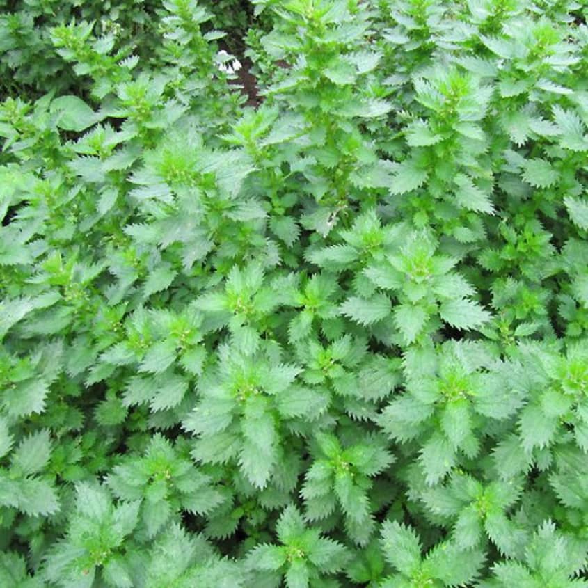 10 Edible Spring Weeds | The Kitchn