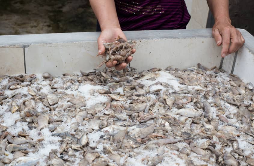 How Fish Sauce Is Made: A Visit With a Fish Sauce Maker in Sa Chau ...