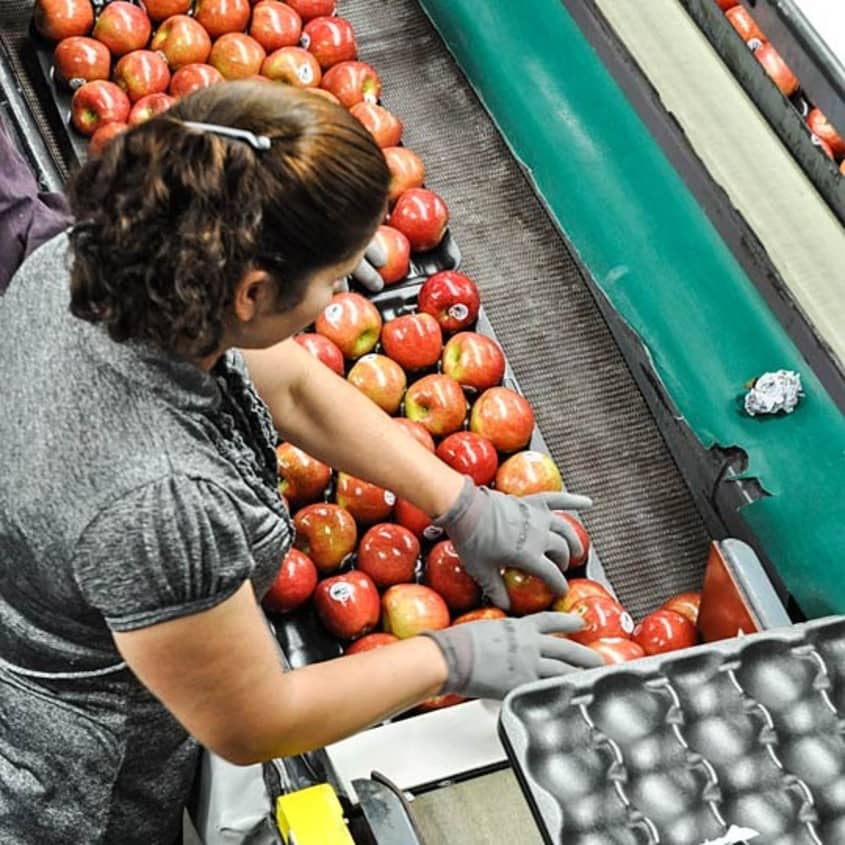 From Orchard to Market: Come Along on an Apple Harvest! | The Kitchn