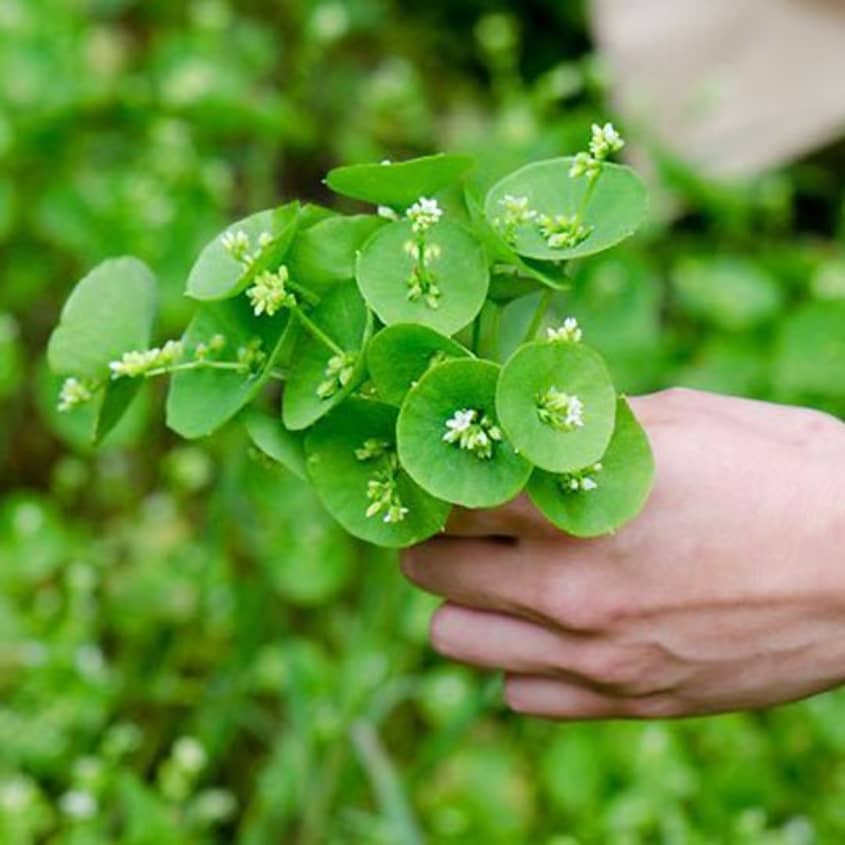 10 Edible Spring Weeds | The Kitchn